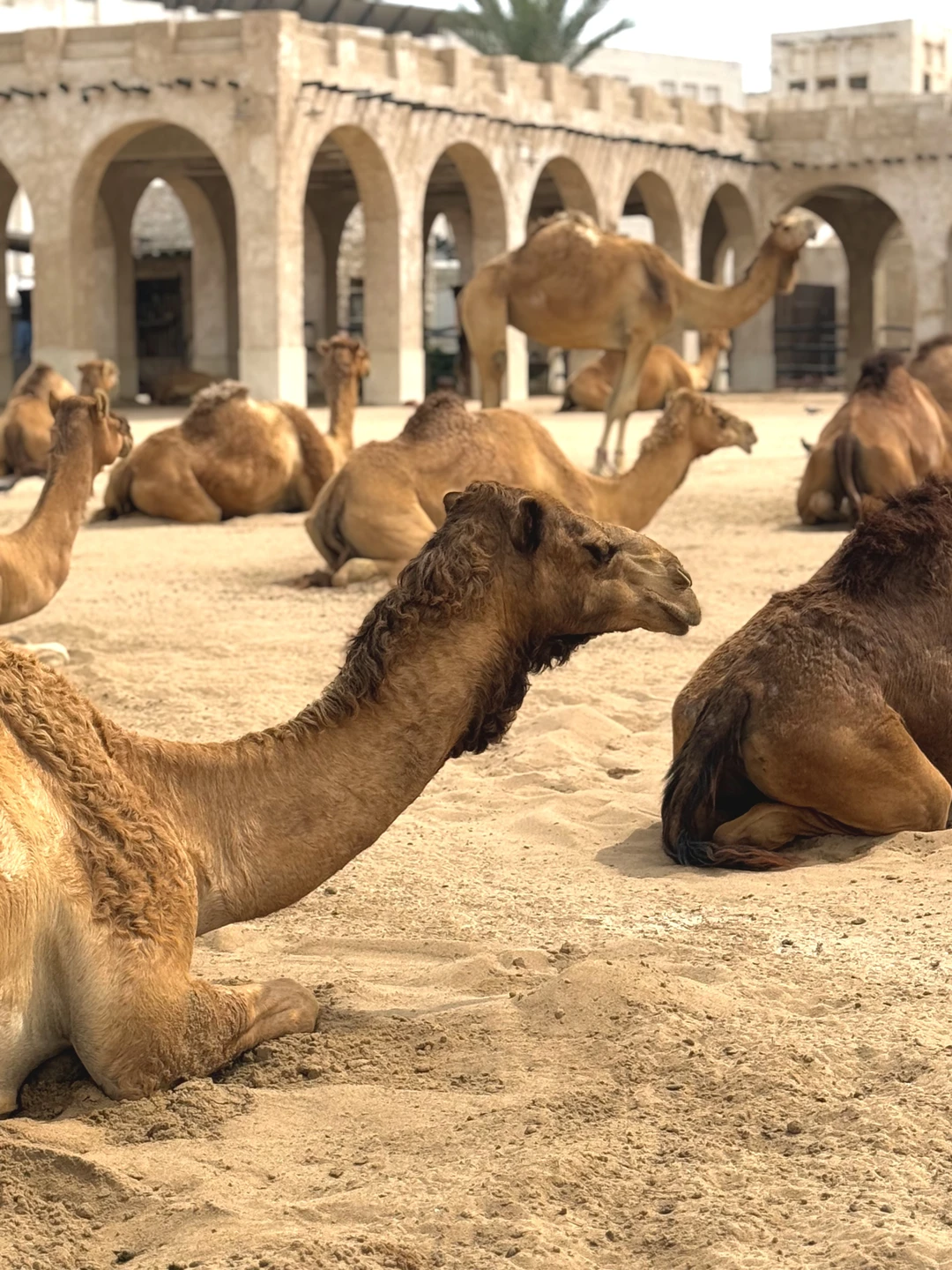 The History of Qatar: A Journey Through Time - Discover Arabia